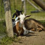 goats-at-east-hill-farm | The Inn at East Hill Farm