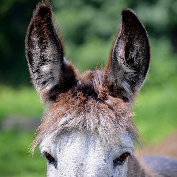 Donkey ears 2 The Inn At East Hill Farm